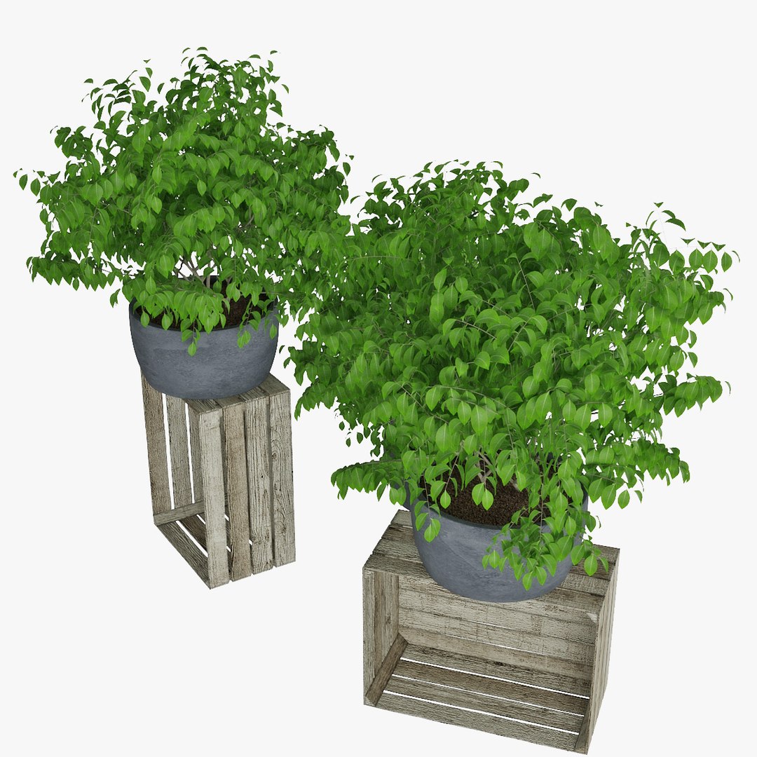 Small plant 3D model - TurboSquid 1517383