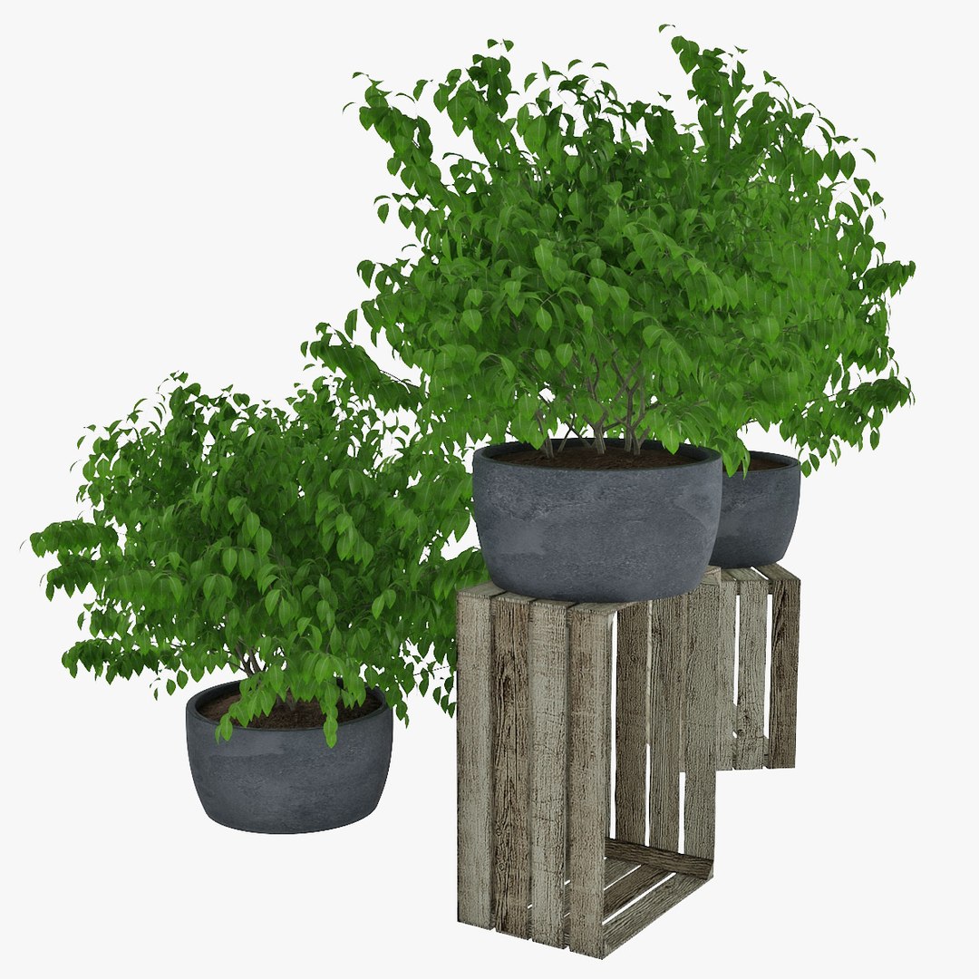 Small plant 3D model - TurboSquid 1517383