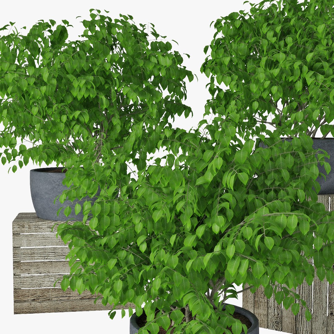 Small plant 3D model - TurboSquid 1517383