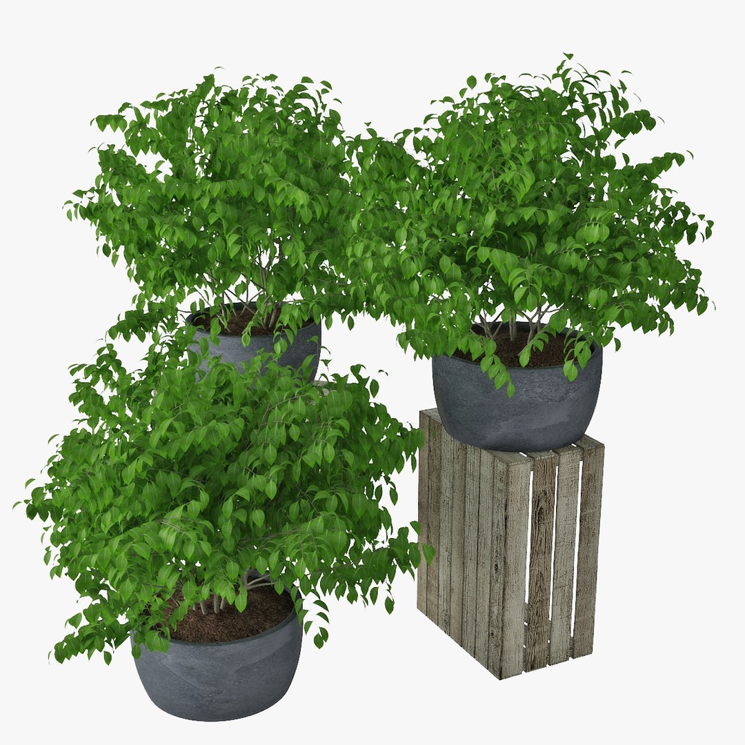 Small plant 3D model - TurboSquid 1517383