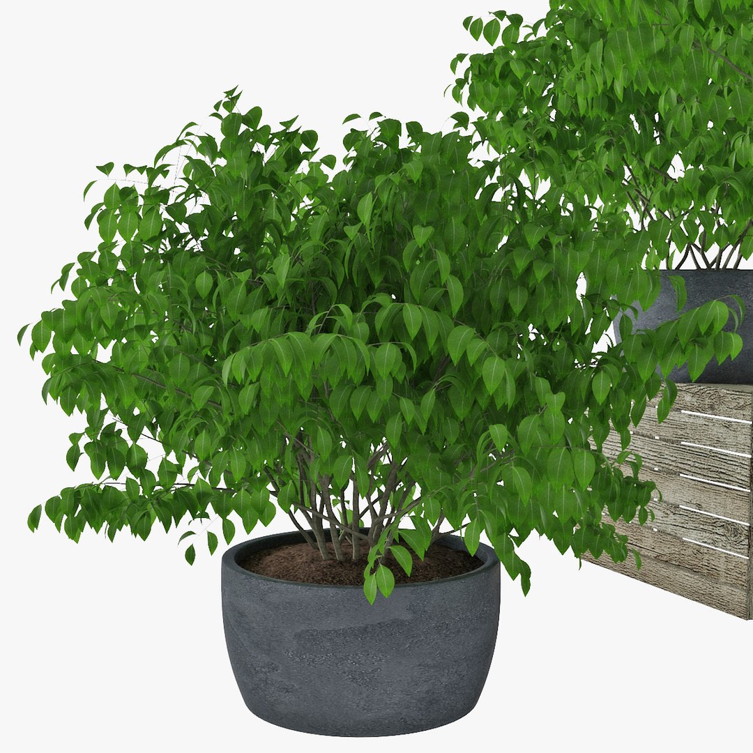 Small plant 3D model - TurboSquid 1517383