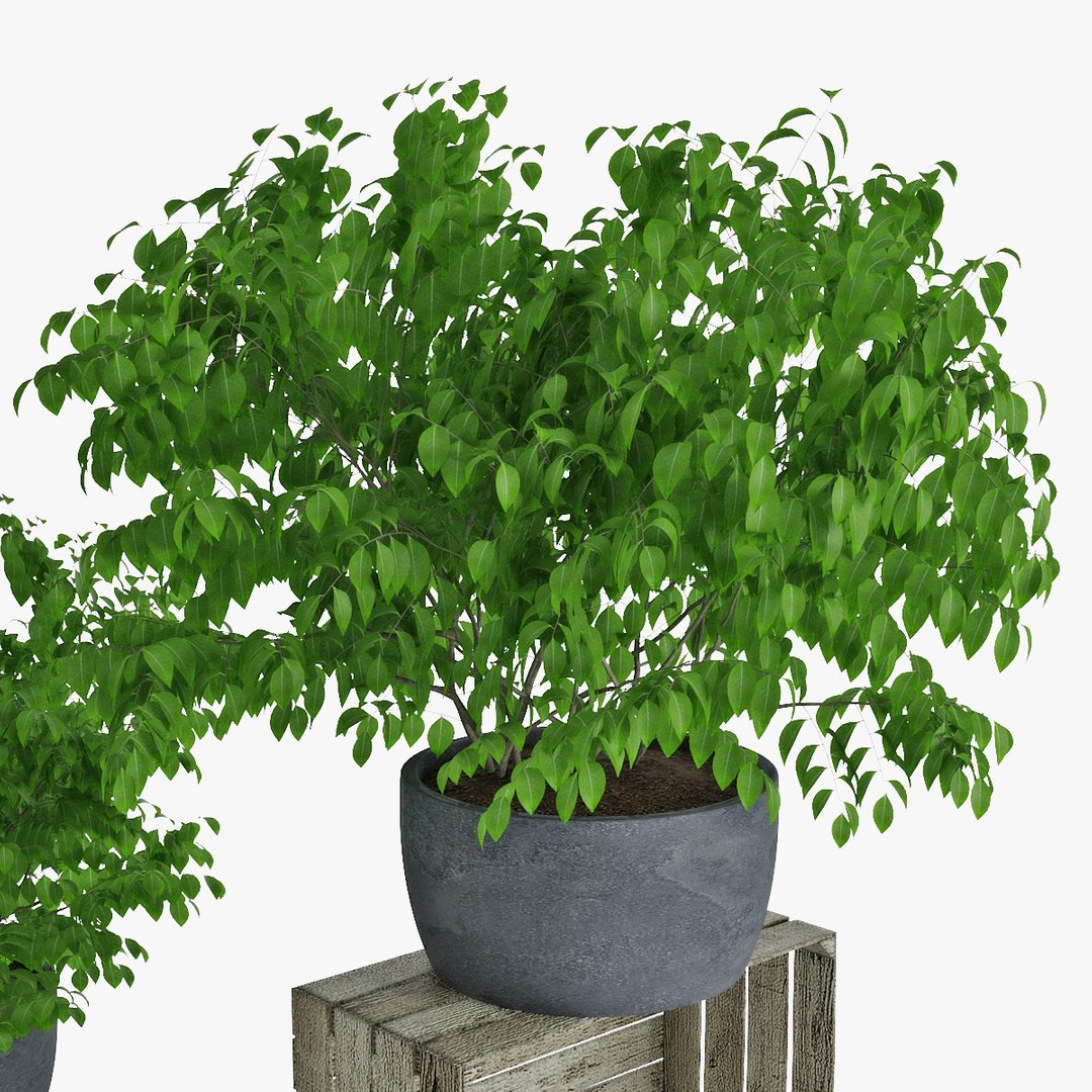 Small plant 3D model - TurboSquid 1517383