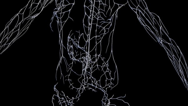 Human Female Lymphatic System3D模型 - TurboSquid 2010769