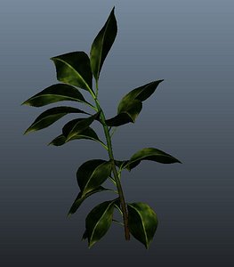 Rubber Plant Maya Models for Download | TurboSquid