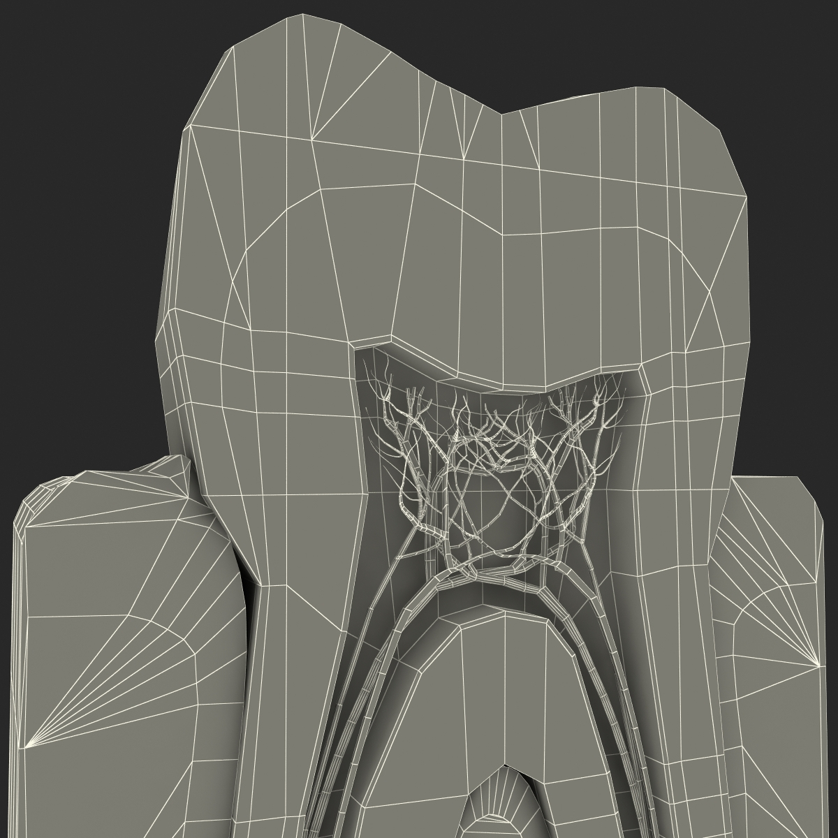 tooth anatomy 3d max