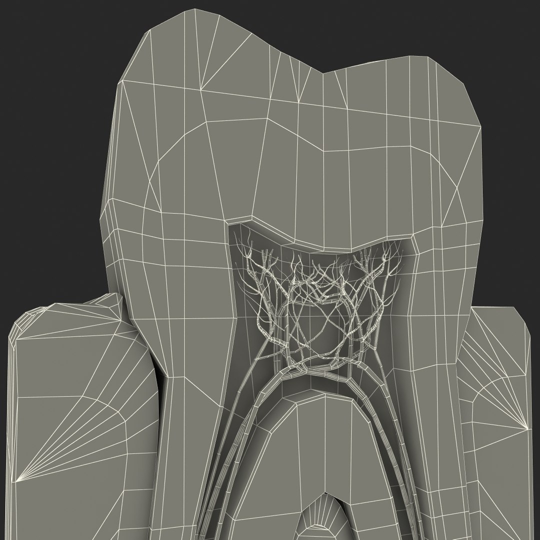 Tooth Anatomy 3d Max