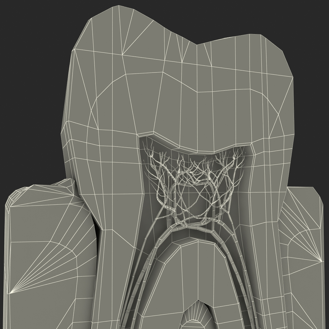 tooth anatomy 3d max