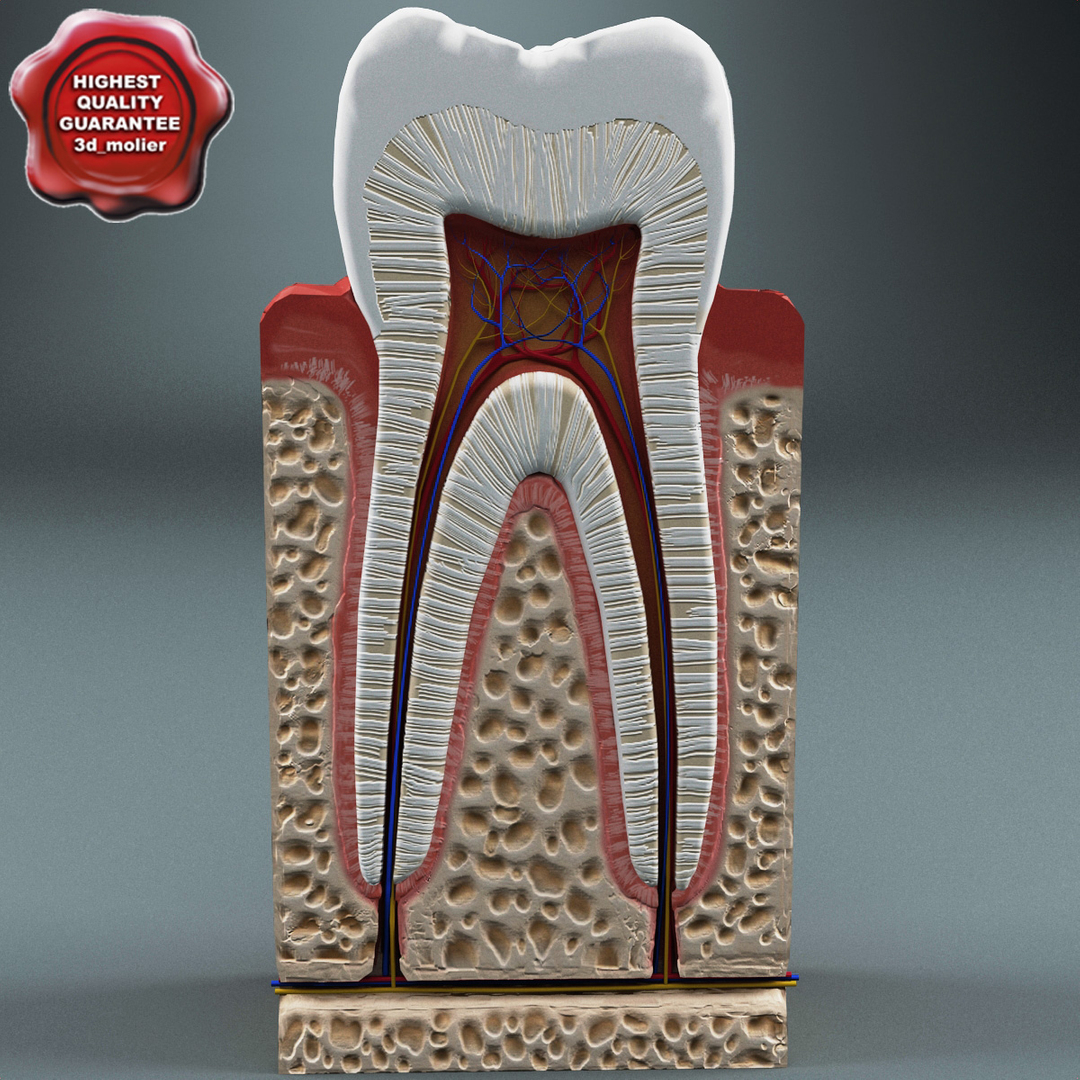 tooth anatomy 3d max