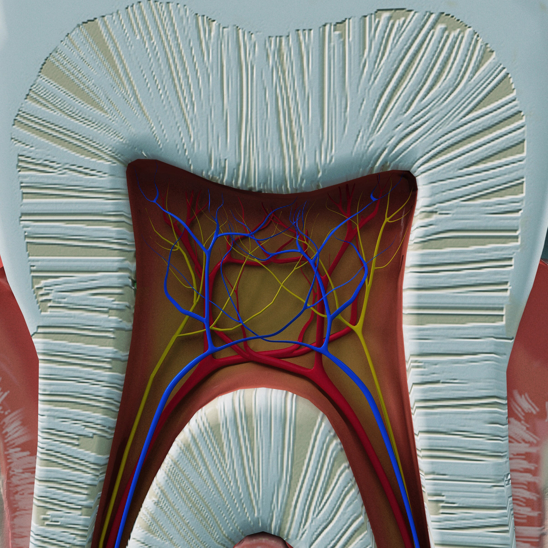 tooth anatomy 3d max