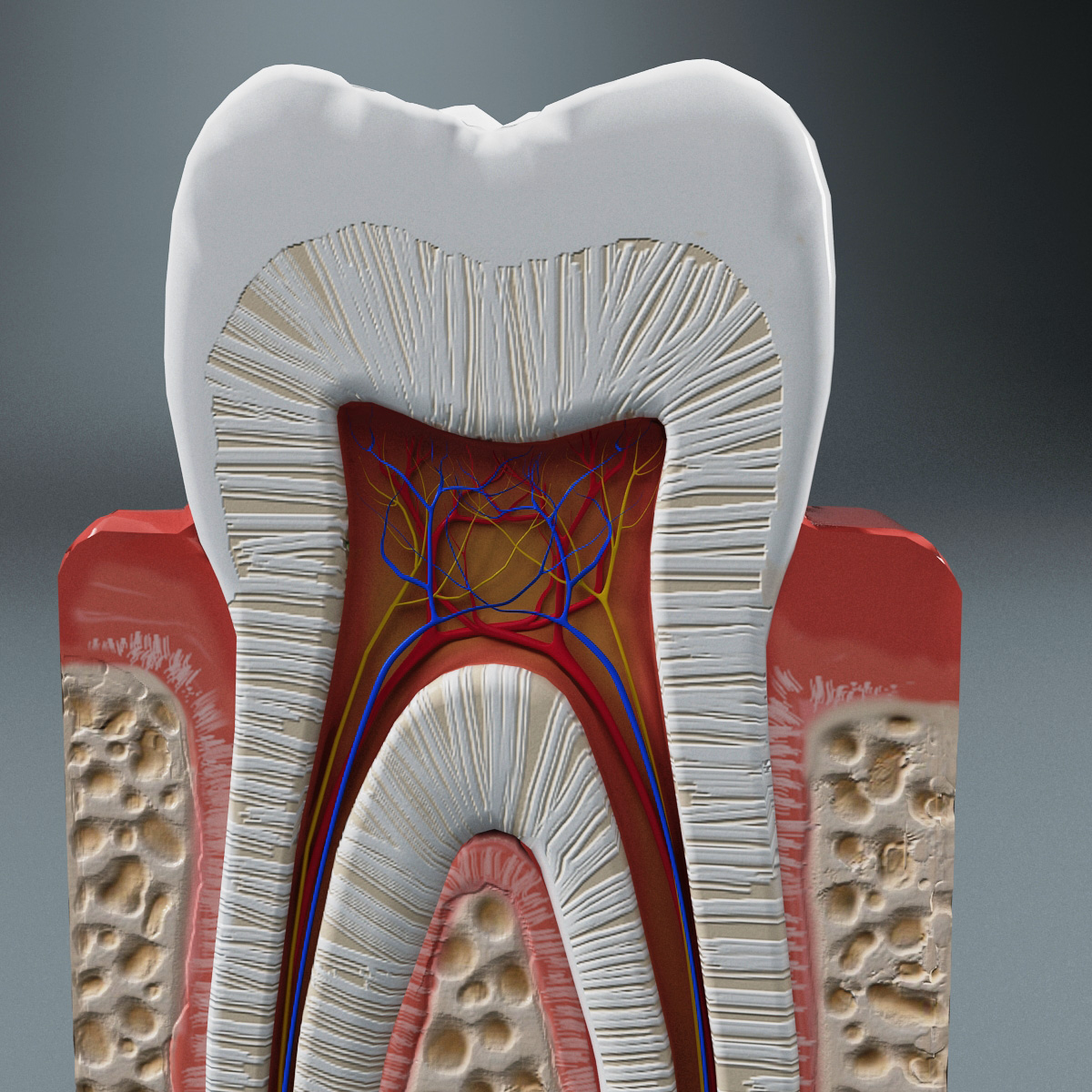 tooth anatomy 3d max