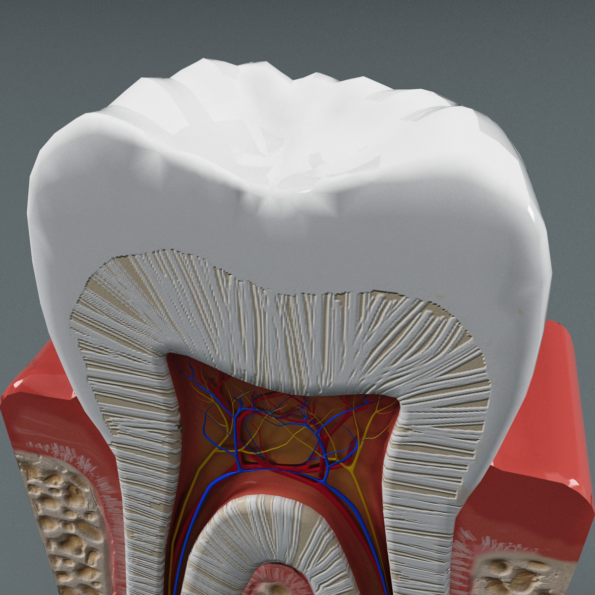 tooth anatomy 3d max