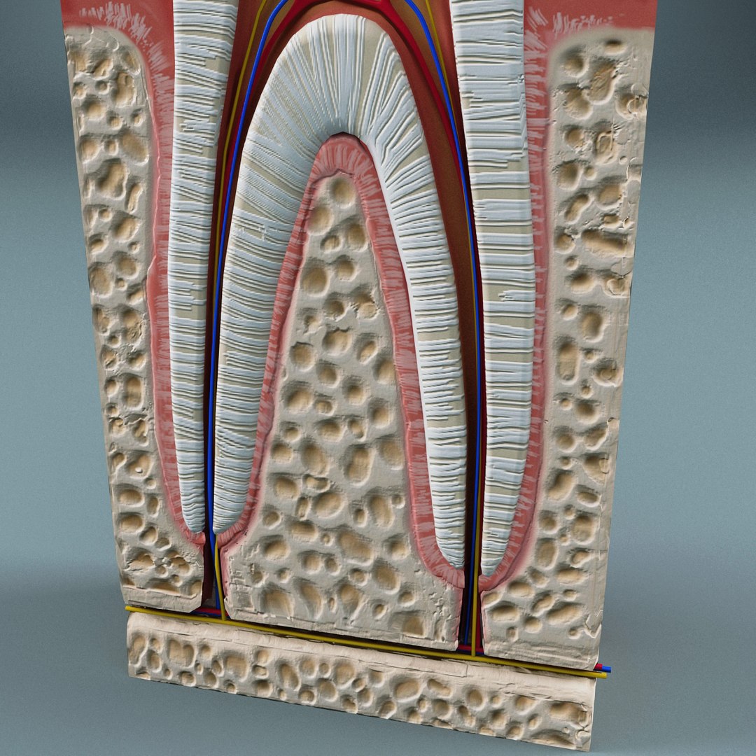 Tooth Anatomy 3d Max