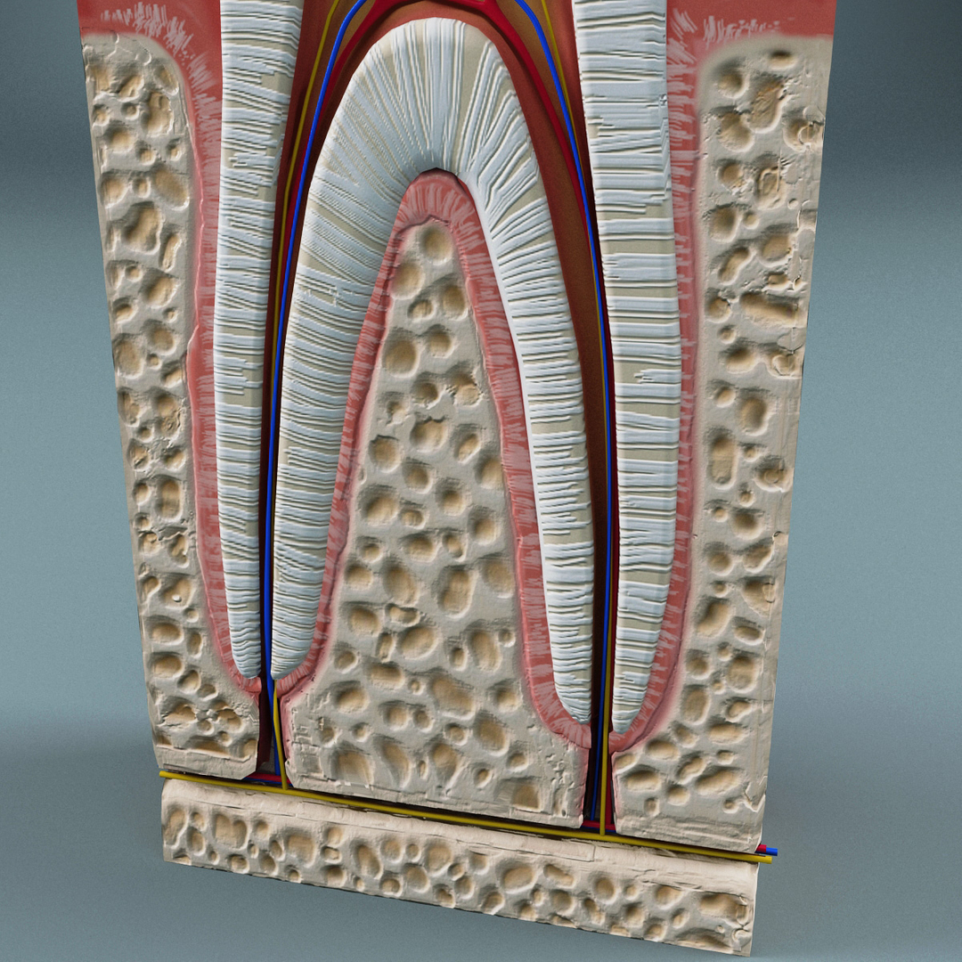 tooth anatomy 3d max