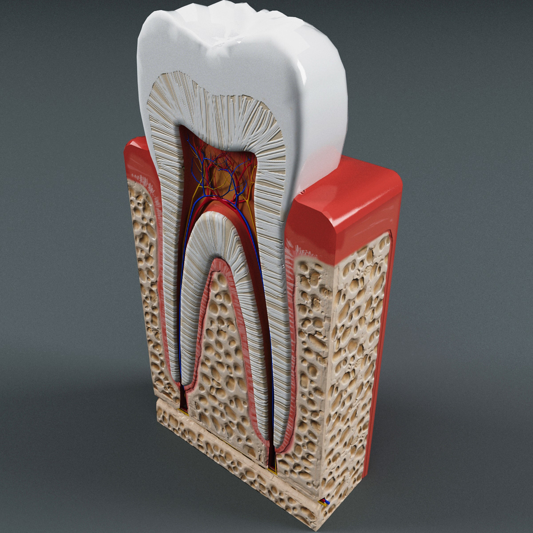 tooth anatomy 3d max