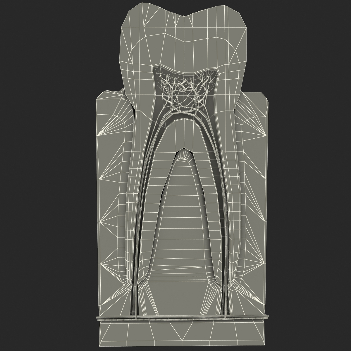 tooth anatomy 3d max