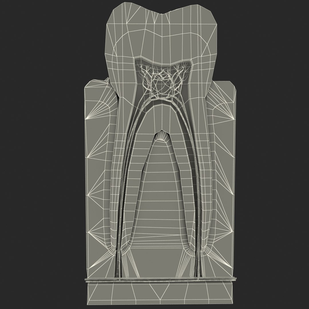 Tooth Anatomy 3d Max