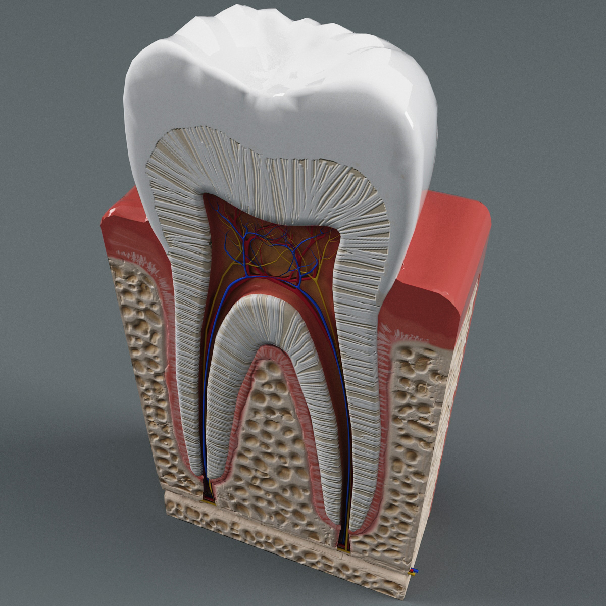 tooth anatomy 3d max