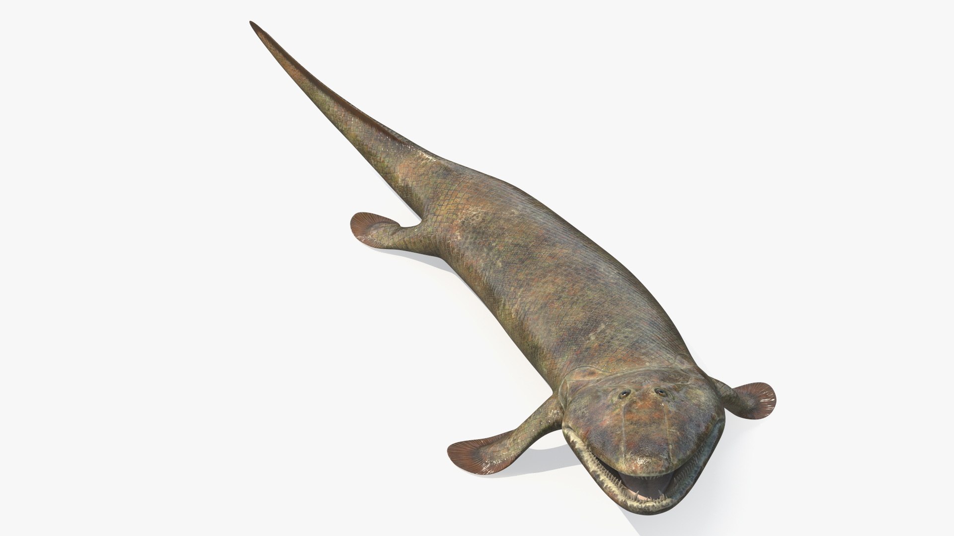 tiktaalik roseae evolution