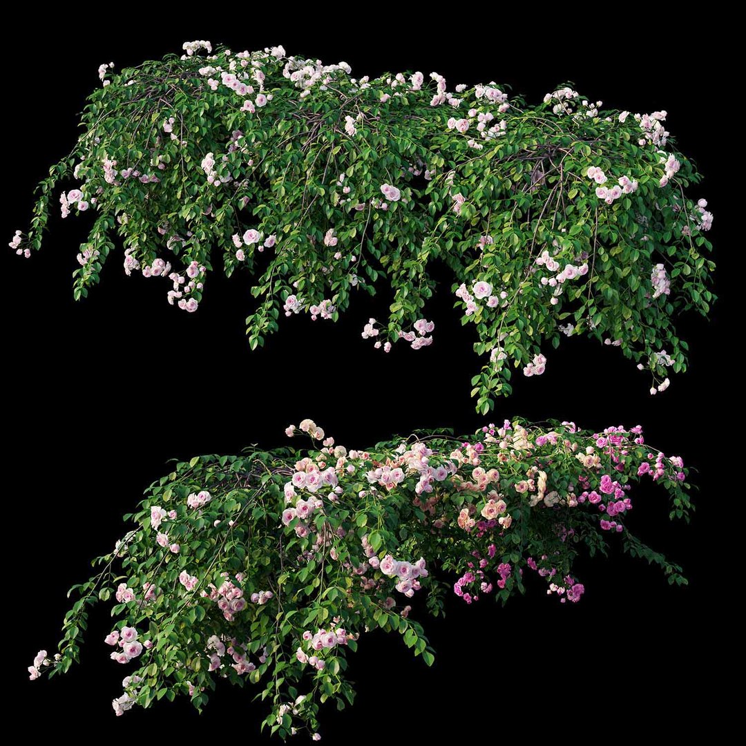 3D rose plant set 31 model - TurboSquid 1604119