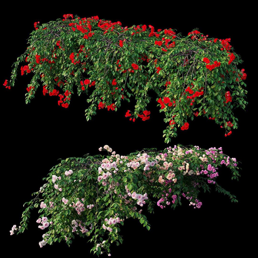 3D rose plant set 31 model - TurboSquid 1604119