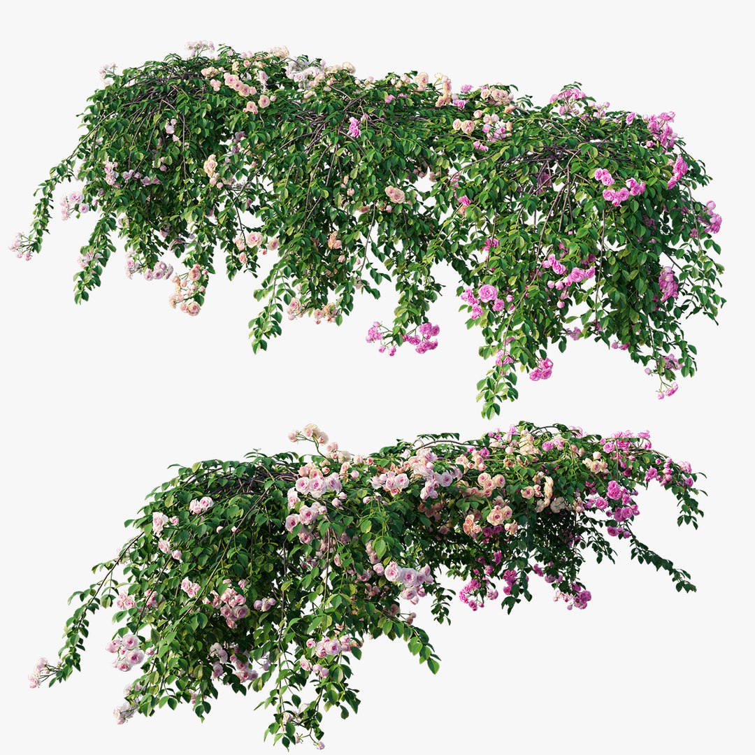 3D rose plant set 31 model - TurboSquid 1604119