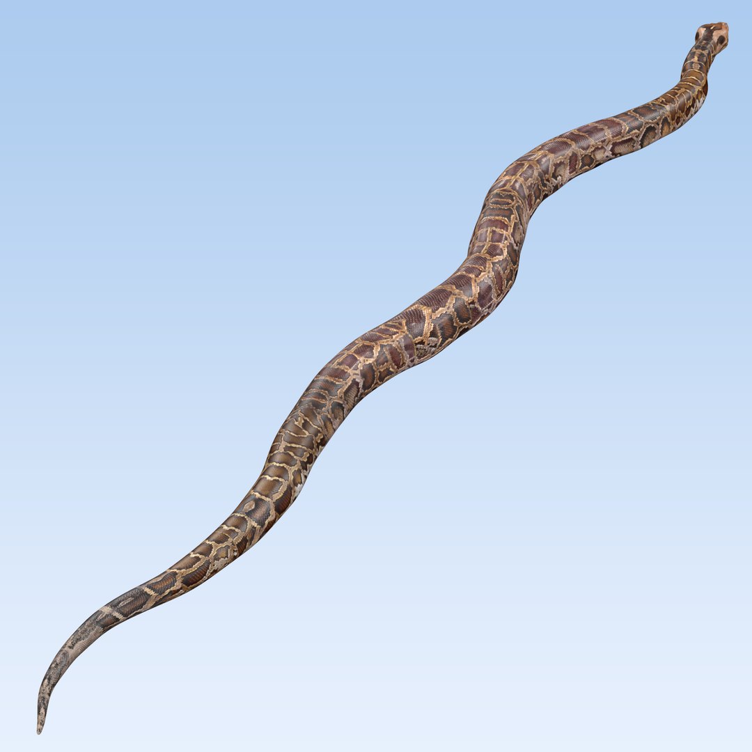 Burmese Python Snake 3D model - TurboSquid 2179579