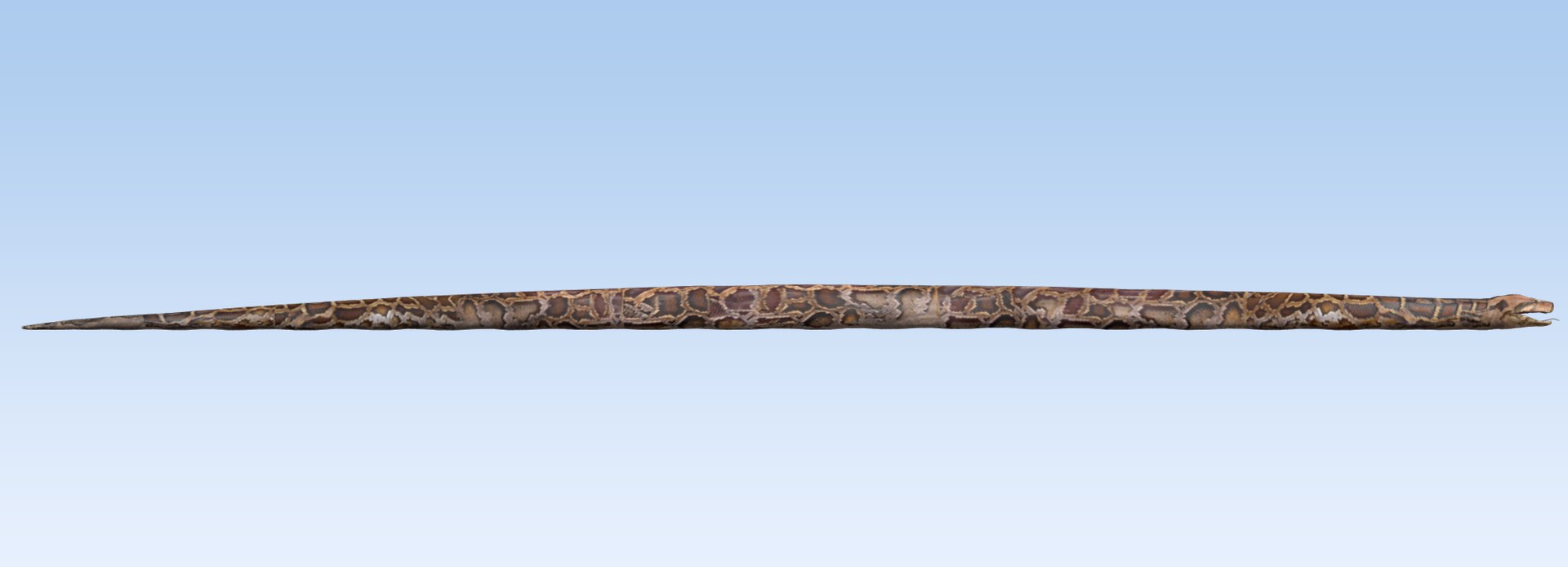 Burmese Python Snake 3D model - TurboSquid 2179579