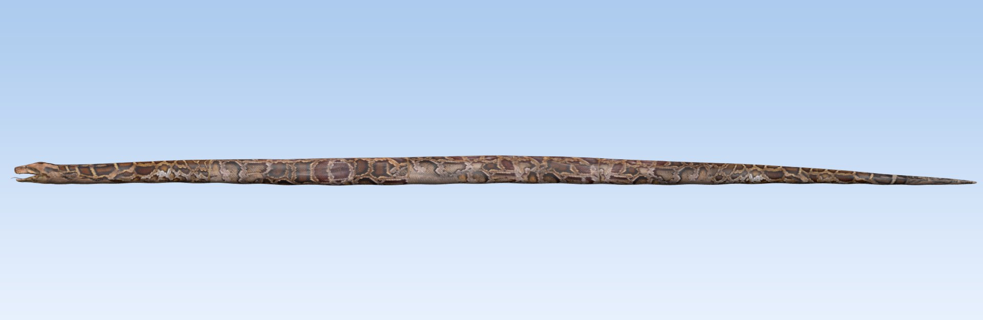 Burmese Python Snake 3D model - TurboSquid 2179579