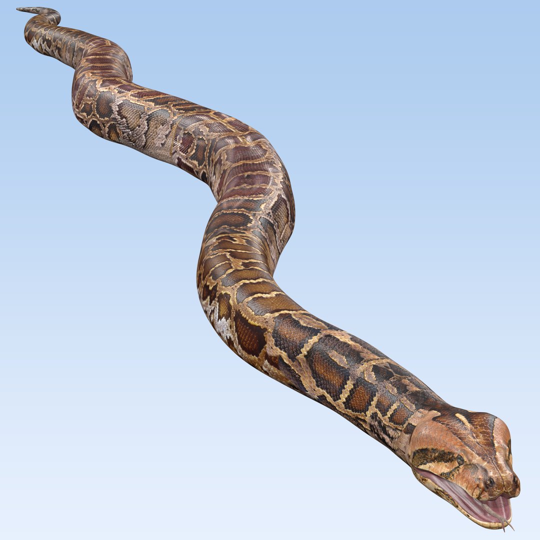 Burmese Python Snake 3D model - TurboSquid 2179579