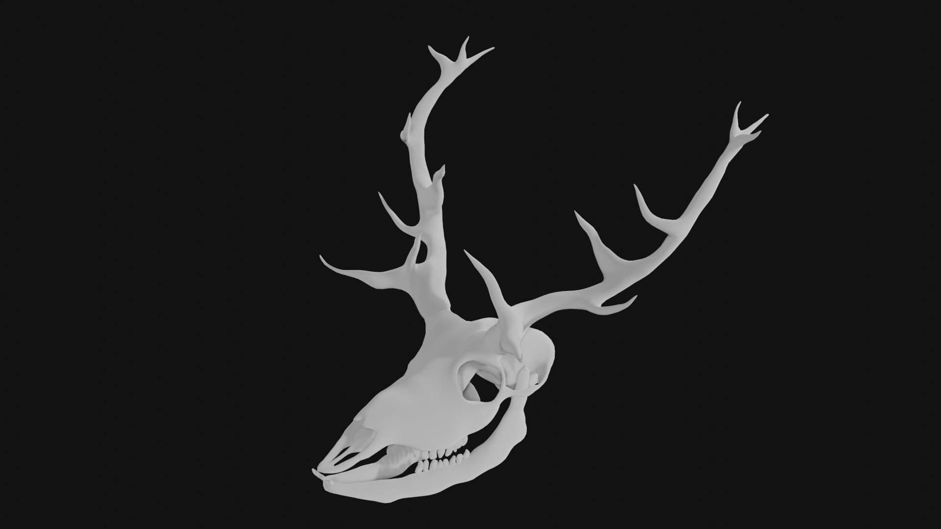 3D Elk Skull Model - TurboSquid 1983383