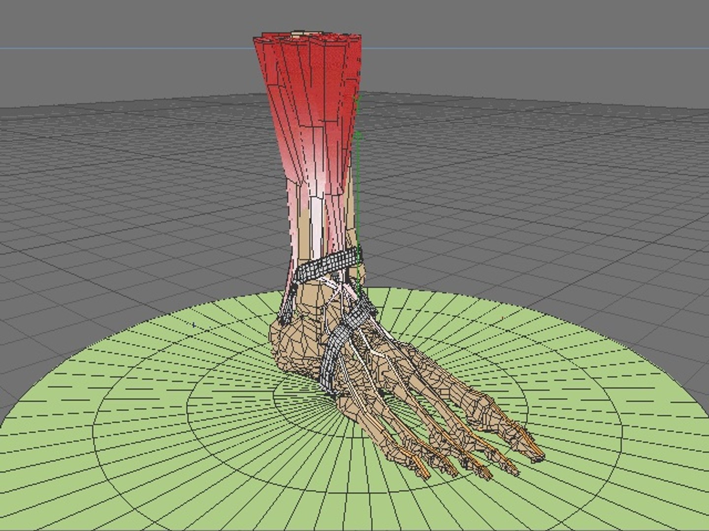 3d Foot Anatomy