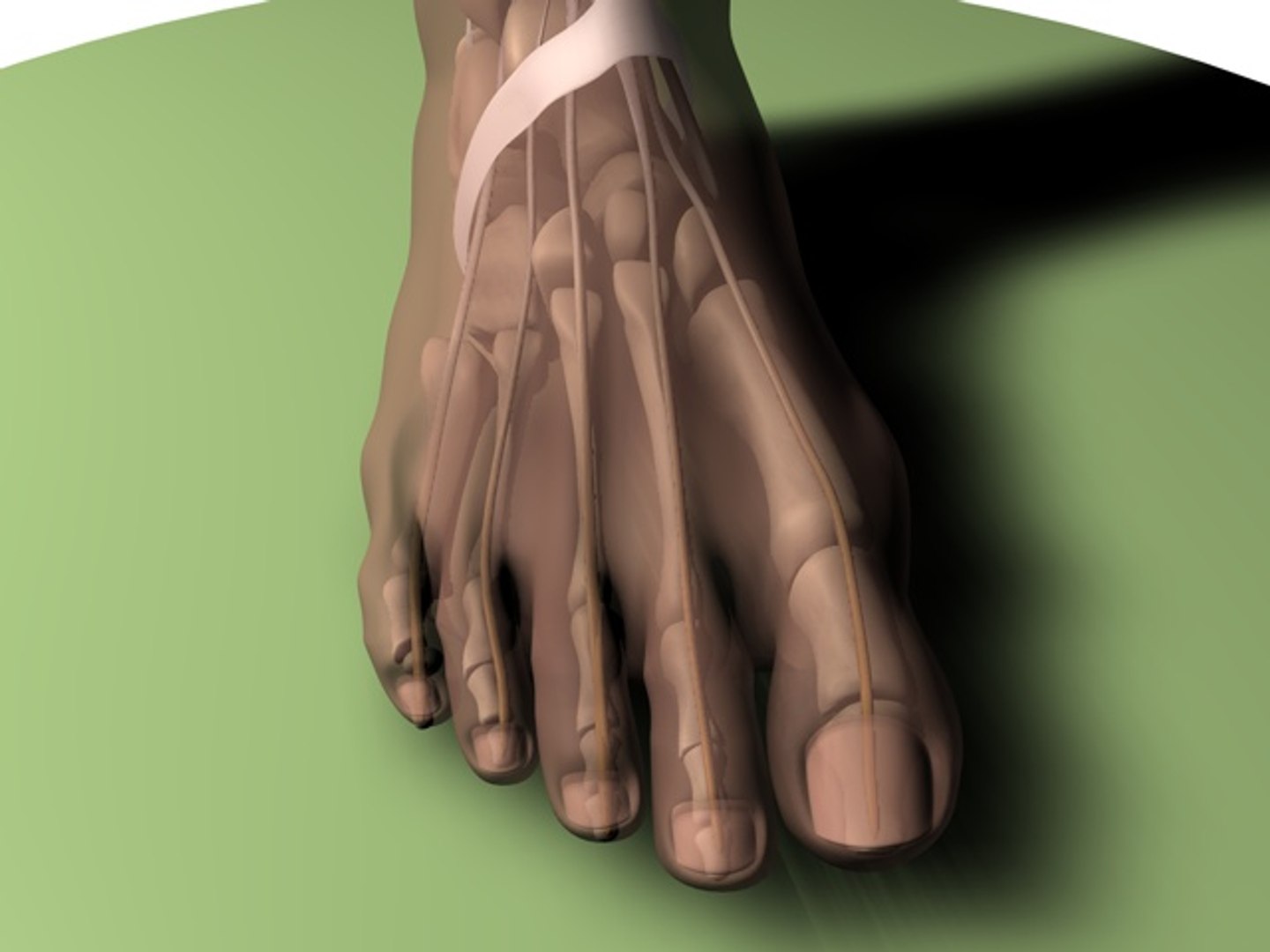 3d Foot Anatomy