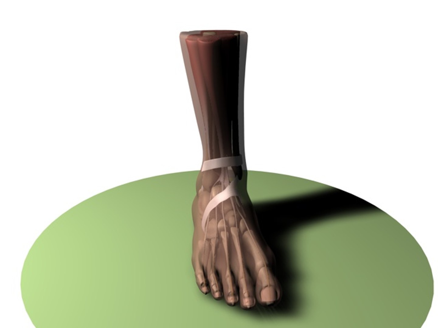 3d Foot Anatomy