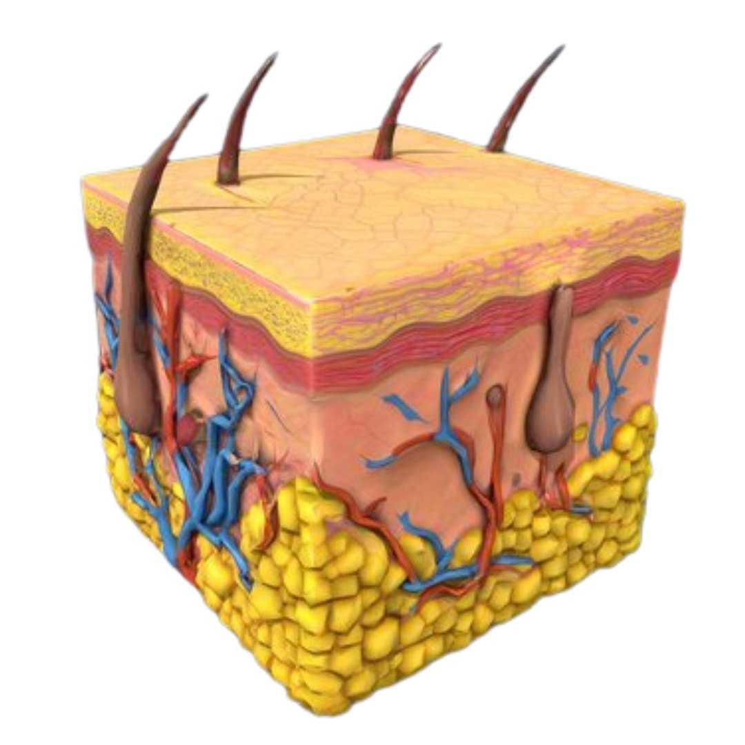 3D Skin Anatomy Model - TurboSquid 2455071