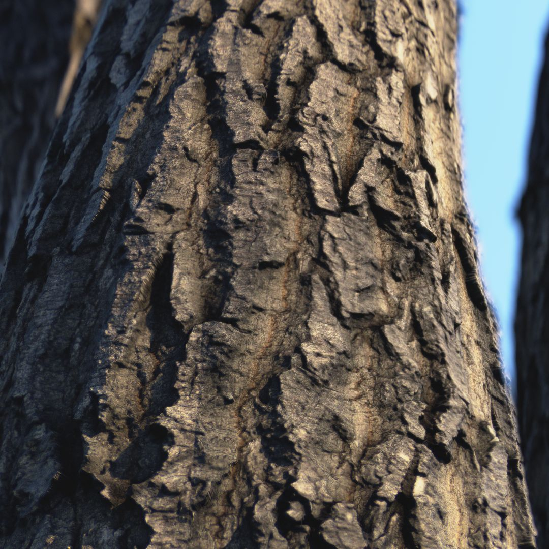 Tree Bark 4k 3D - TurboSquid 1156192