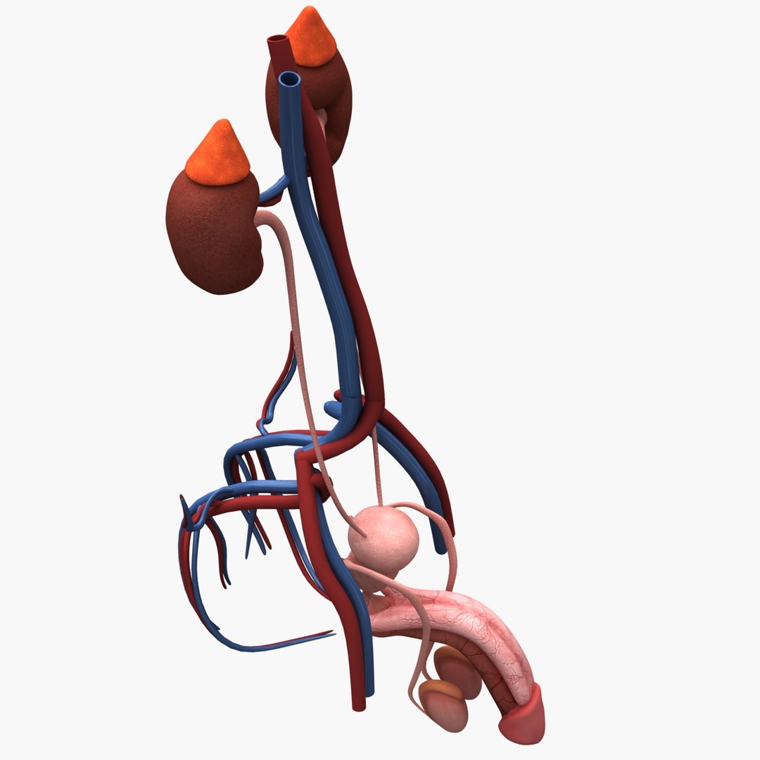 3d Model Dugm01 Male Urinary Reproductive