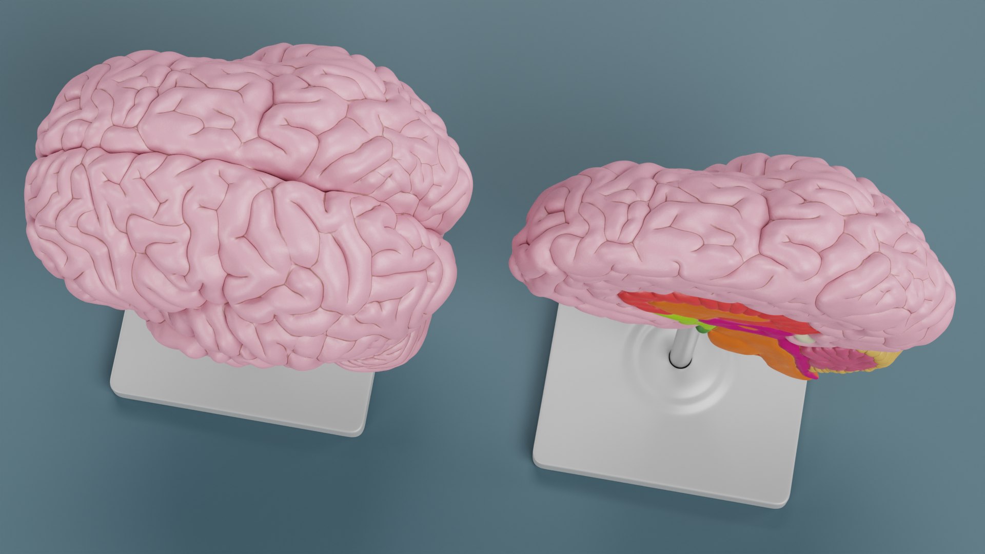 3D Brain Models - TurboSquid 2025129