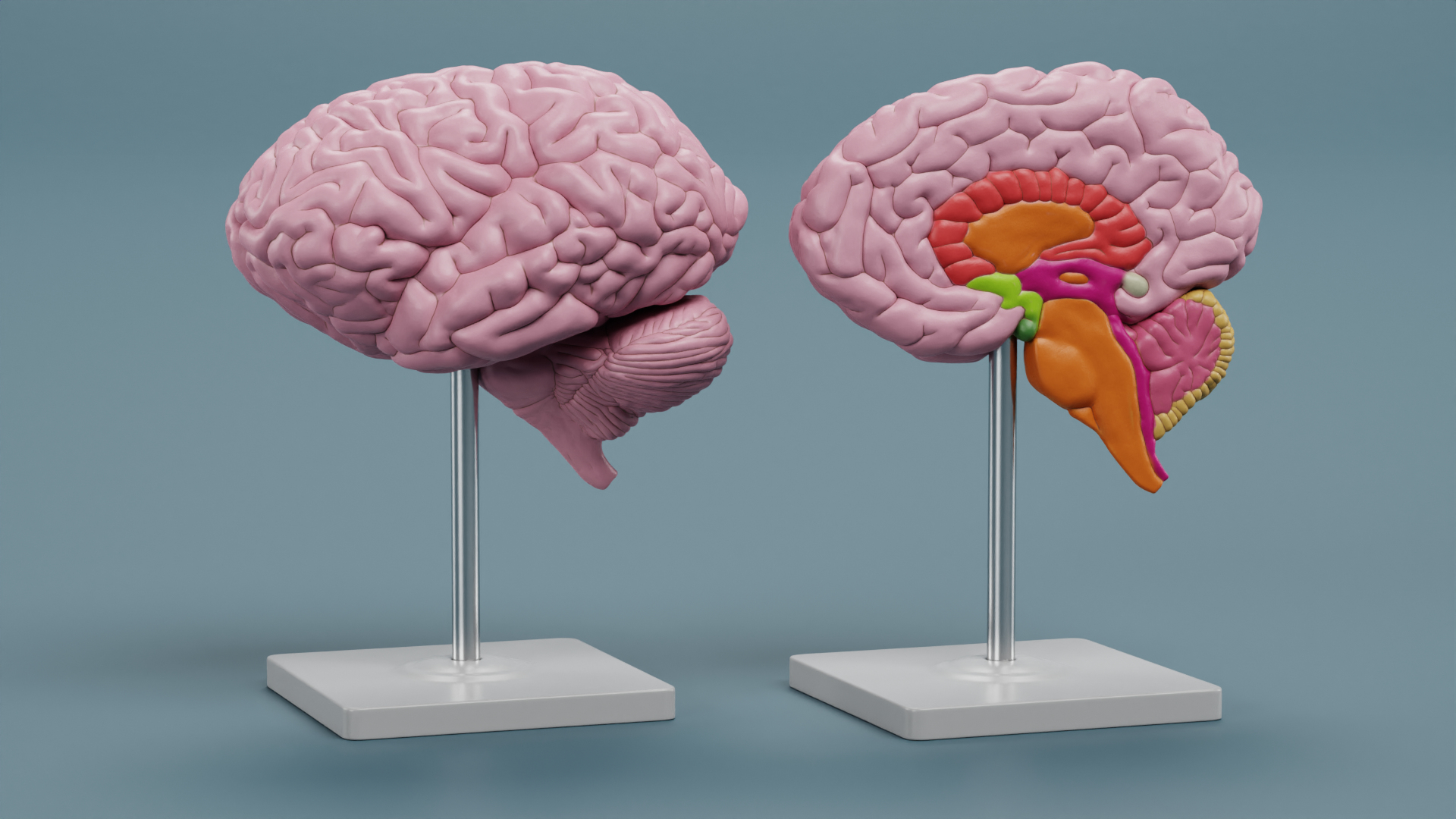 3D Brain Models - TurboSquid 2025129