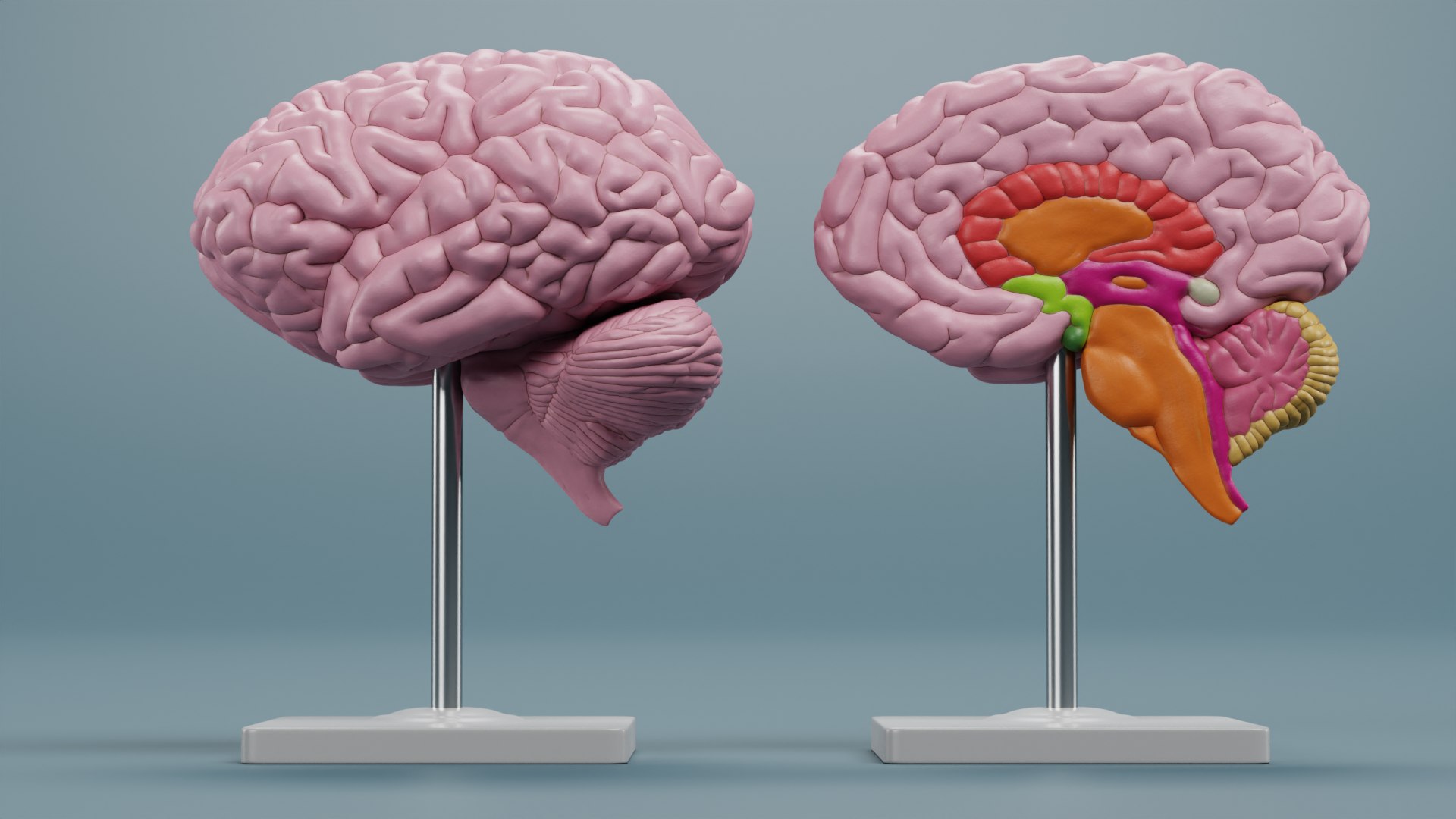 3D Brain Models - TurboSquid 2025129