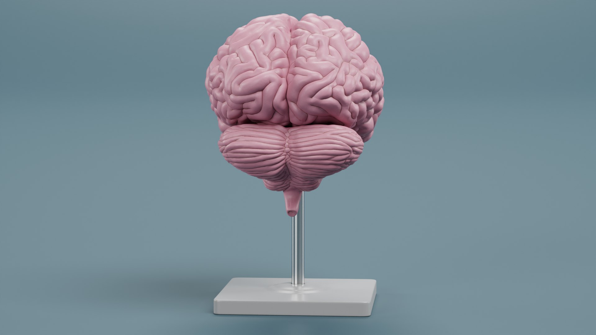 3D Brain Models - TurboSquid 2025129