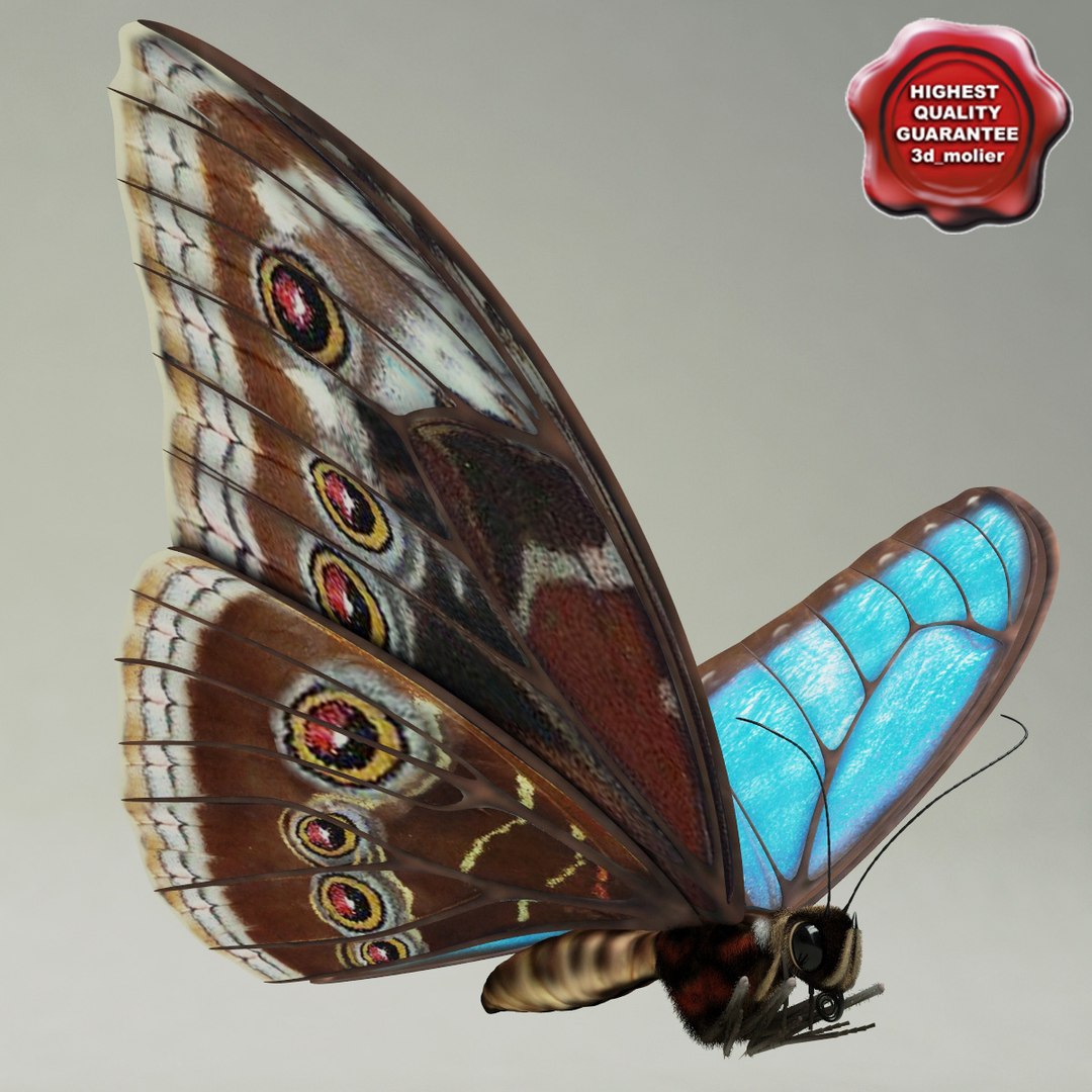 blue morpho butterfly poses obj