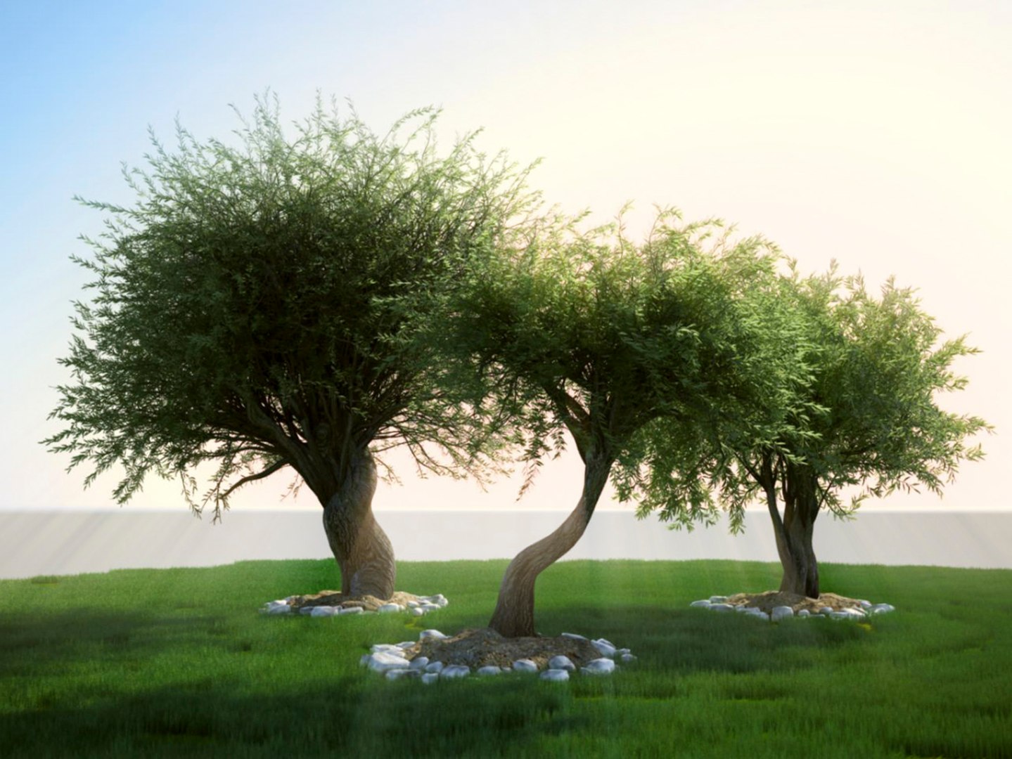 Tree Animation Olea Studio 3d Obj