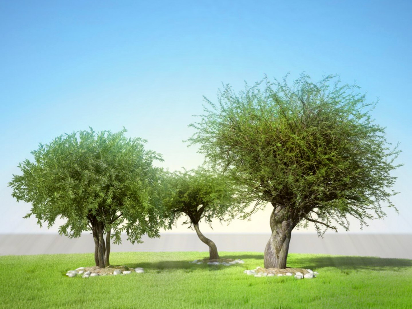 Tree Animation Olea Studio 3d Obj