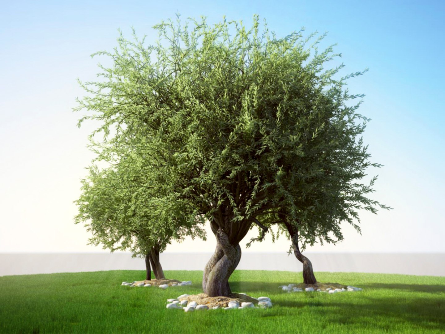 Tree Animation Olea Studio 3d Obj