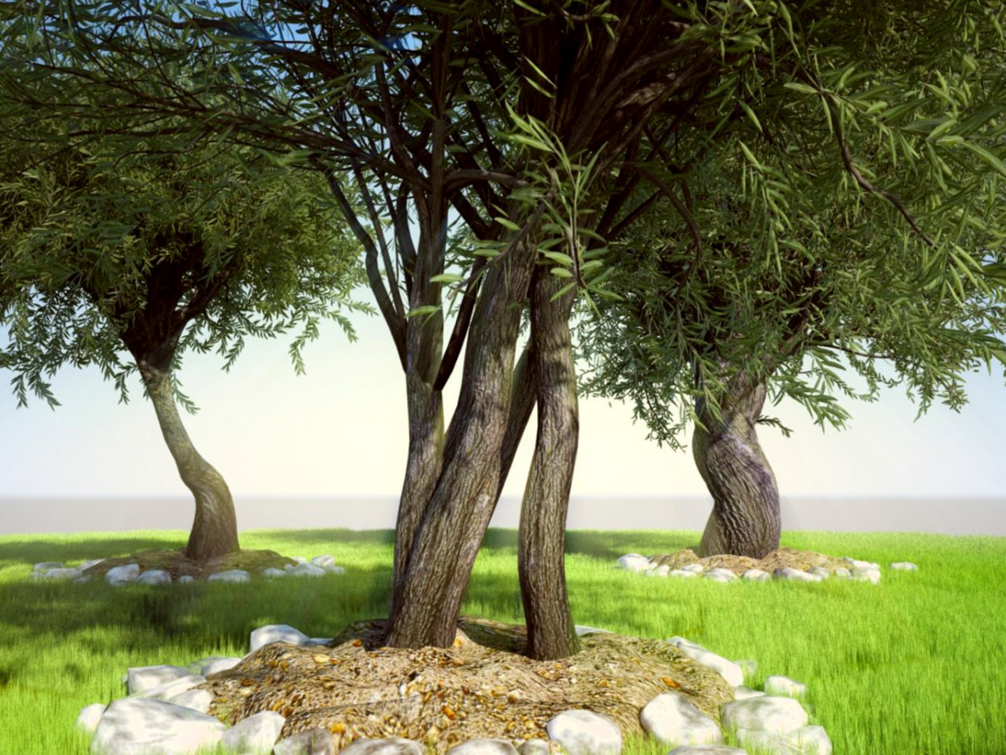 Tree Animation Olea Studio 3d Obj