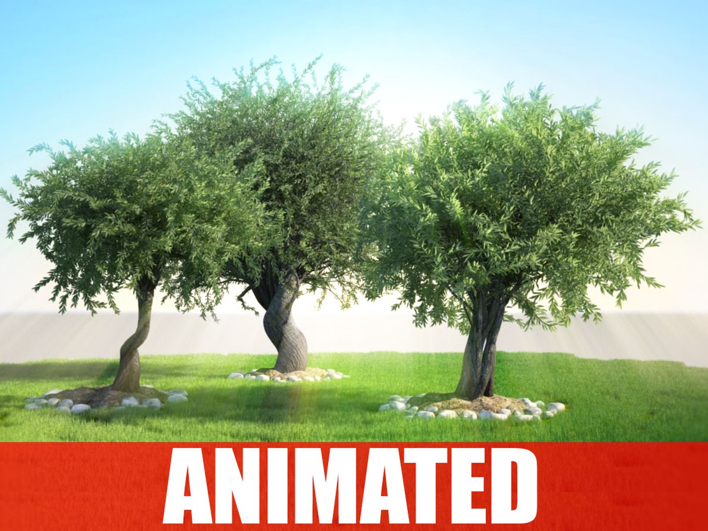 Tree Animation Olea Studio 3d Obj