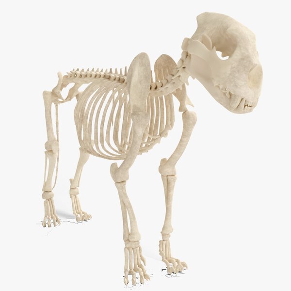 3D модель Lion Skeleton - TurboSquid 2078500