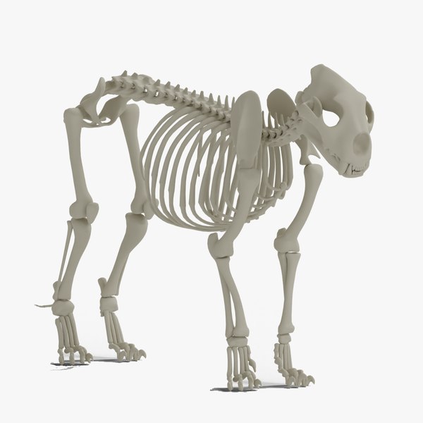 Lion Skeleton3D模型 - TurboSquid 2078500