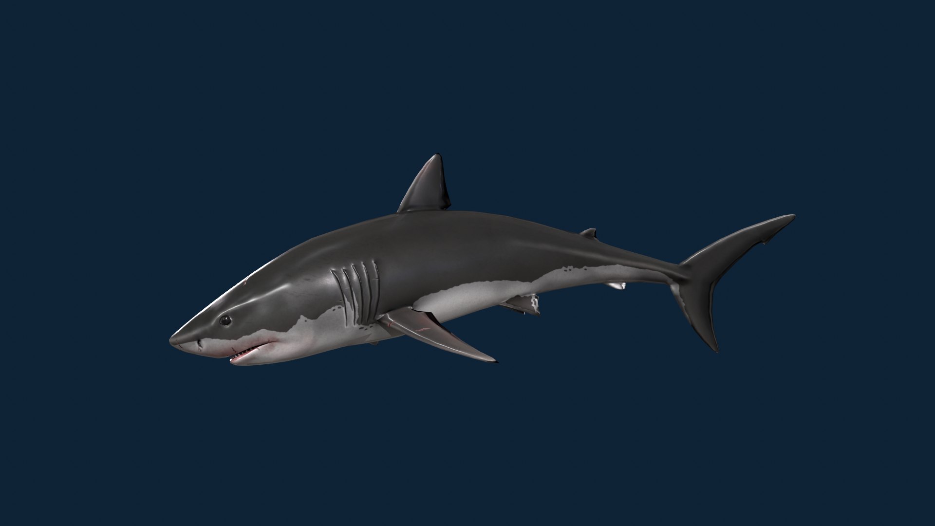 3D Realistic Shark Rigged And Animated For VR AR Games Low-poly 3D ...