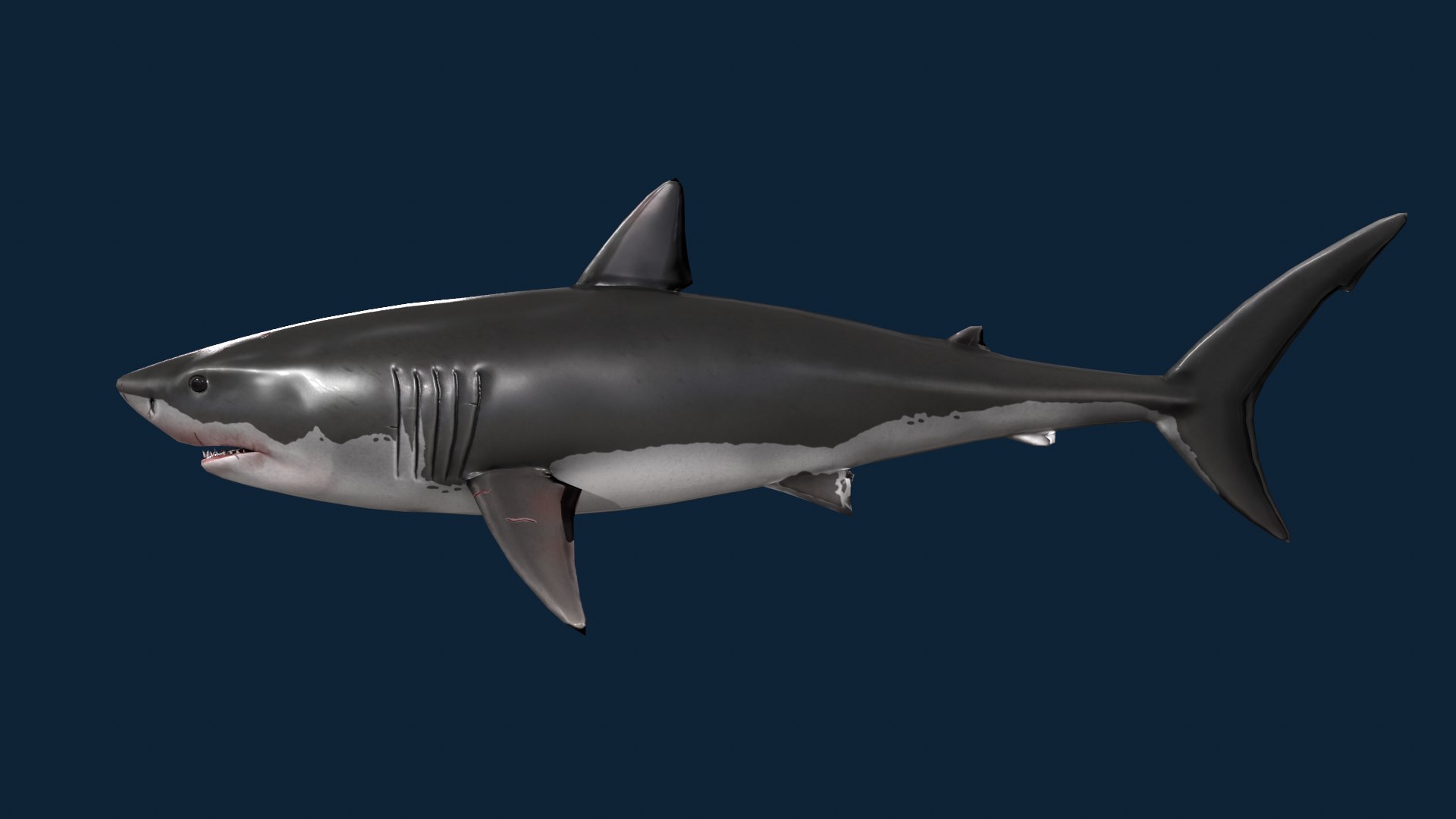 3D Realistic Shark Rigged And Animated For VR AR Games Low-poly 3D ...